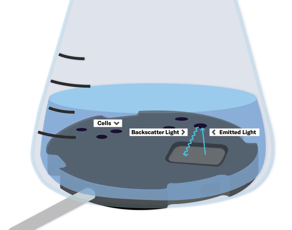 Biomass Measurement in Shake Flasks: A Comparison Between Optical ...