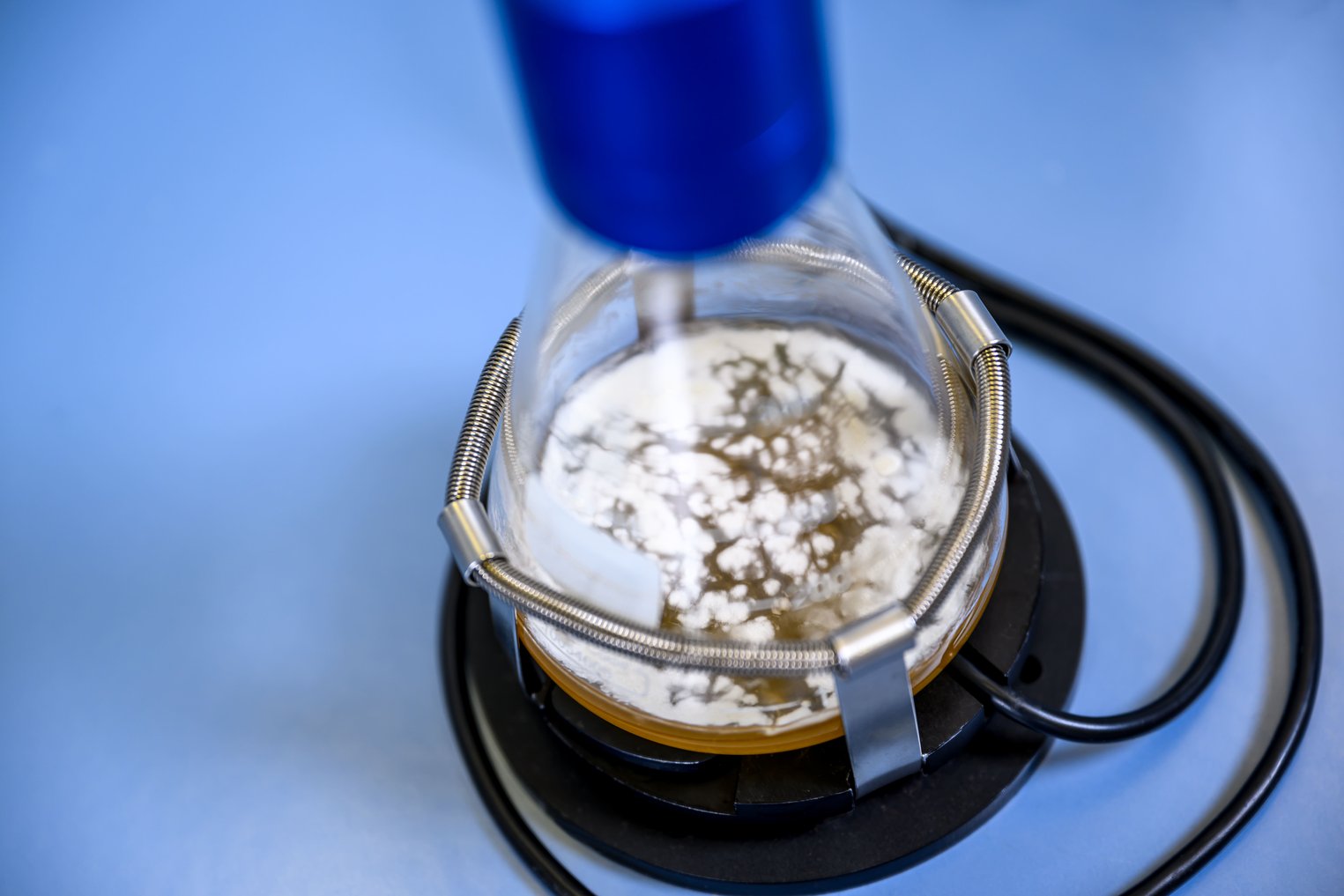 Microorganism Spotlight - Filamentous Organisms