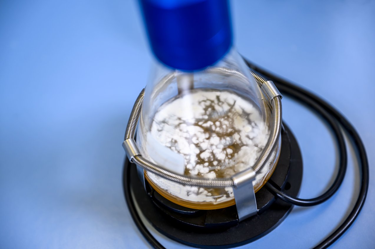 Microorganism Spotlight - Filamentous Organisms