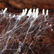 Microorganism Spotlight - Filamentous Organisms