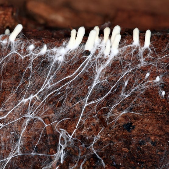 Microorganism Spotlight - Filamentous Organisms