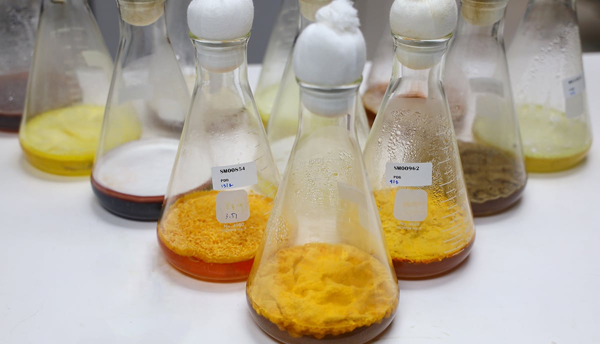 Microorganism Spotlight - Filamentous Organisms