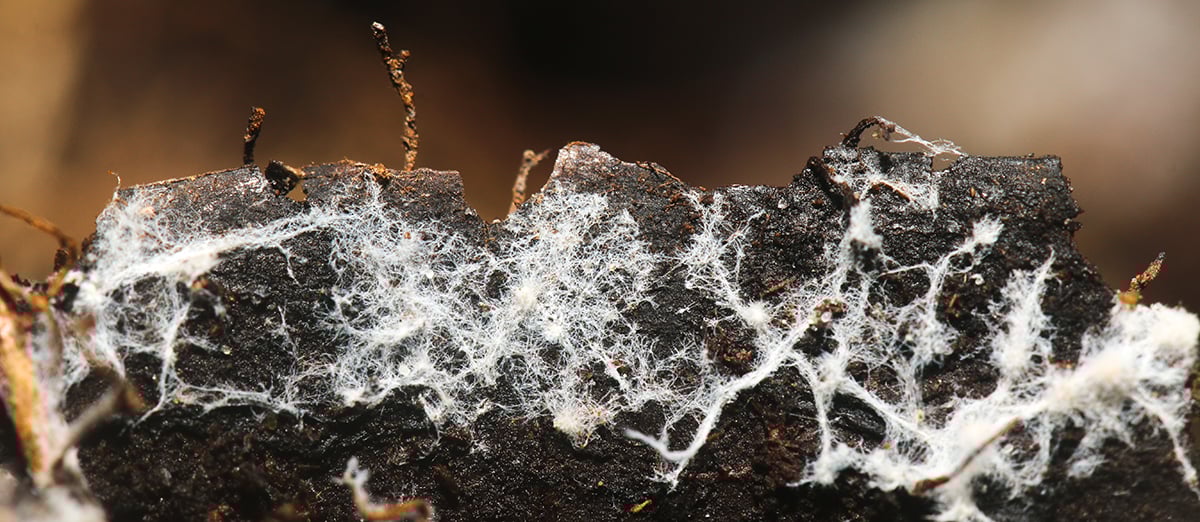 Microorganism Spotlight - Filamentous Organisms