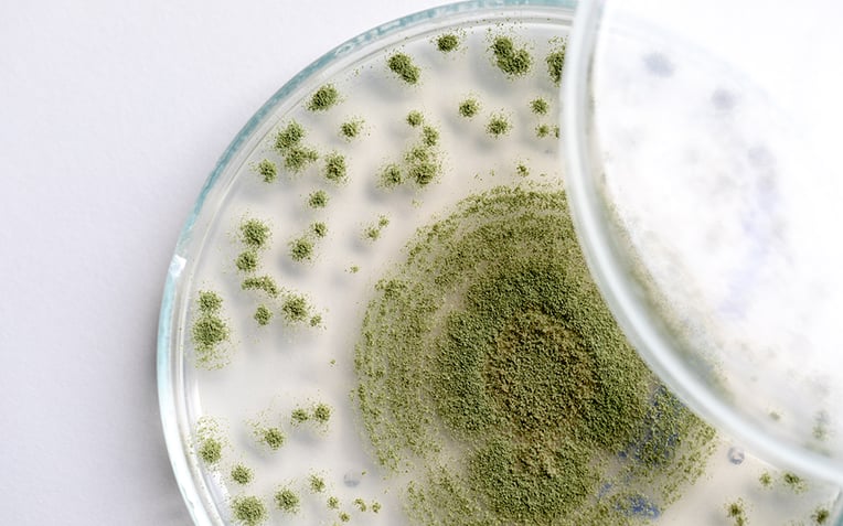 Microorganism Spotlight - Filamentous Organisms