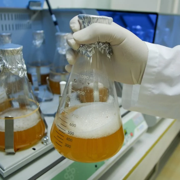 Data Spotlight - Biomass in Baffled vs Non-baffled Shake Flasks