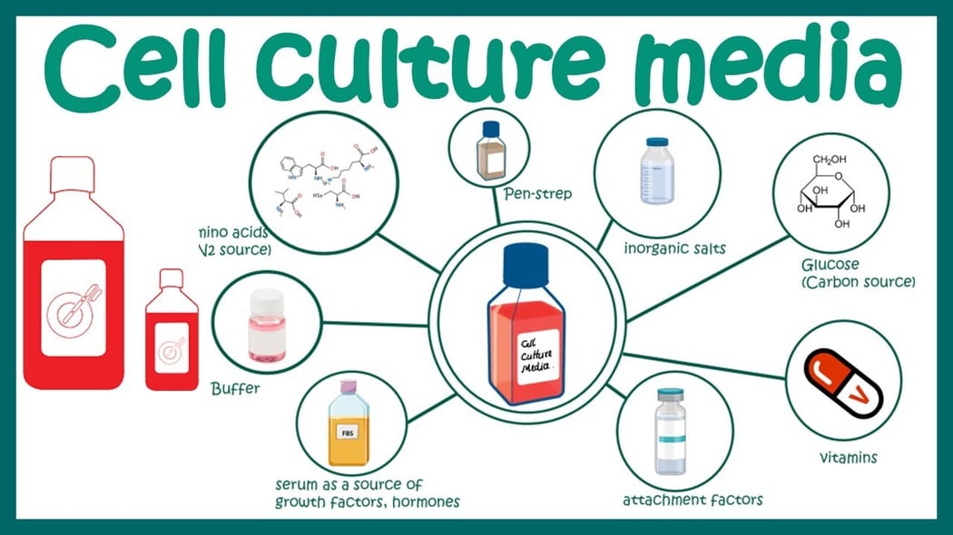 A Deep Dive into Cell Culture Media