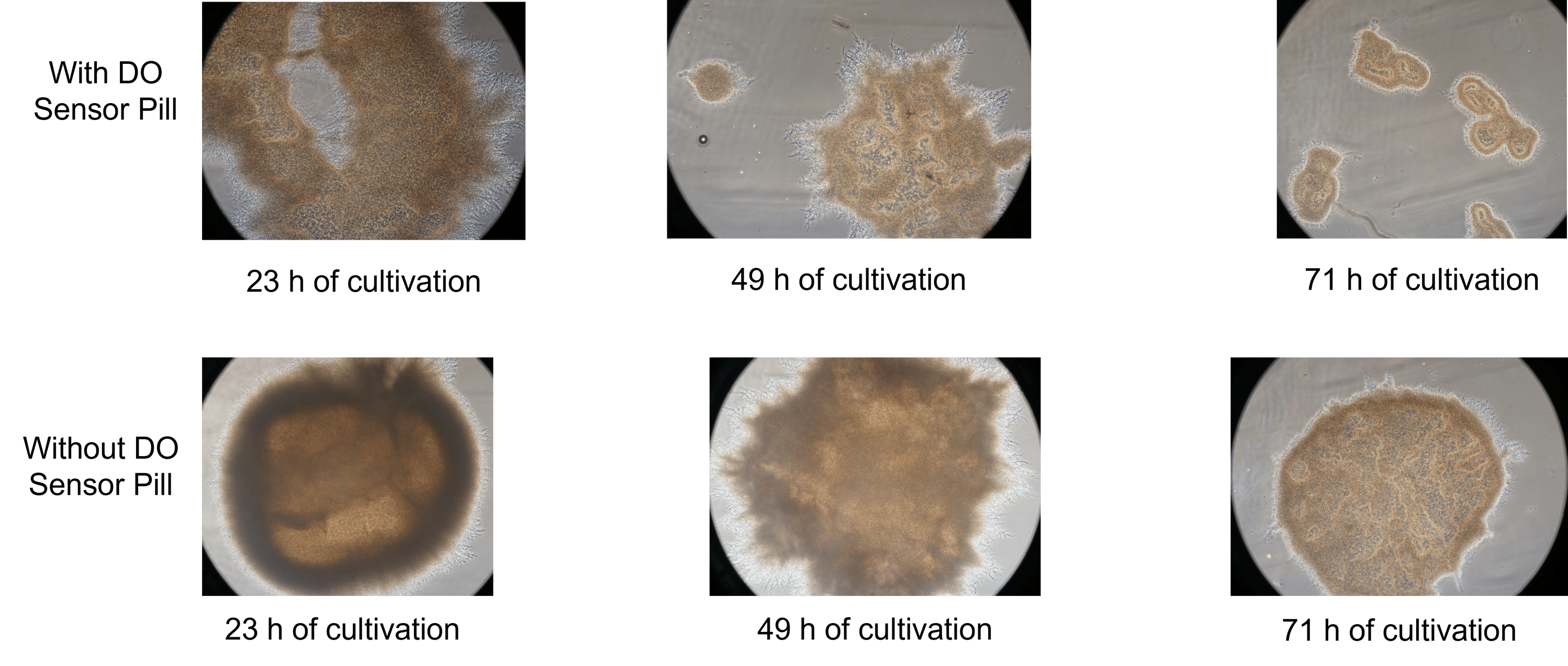 Data Spotlight - The Dissolved Oxygen Sensor Pill for Filamentous Orgs