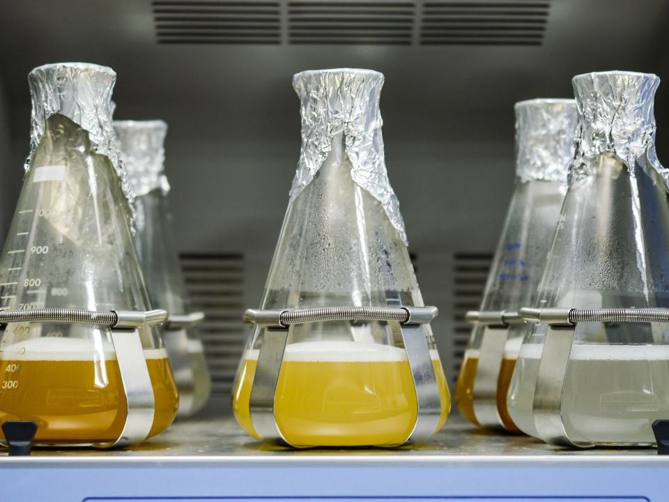 Foam Formation and Control in Shake Flask Bioprocessing