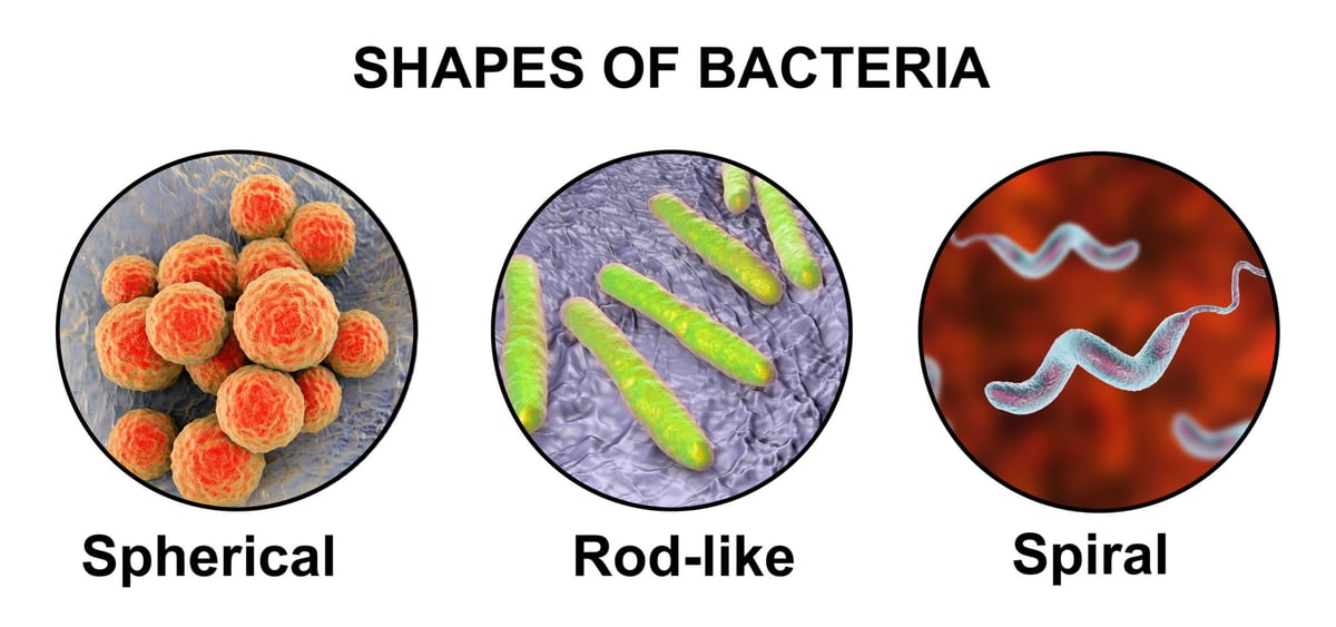 Microorganism Spotlight - Bacteria